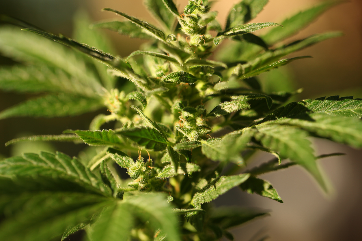 The Different Types of Weed: Sativa, Indica, Hybrid - Dispensary ...