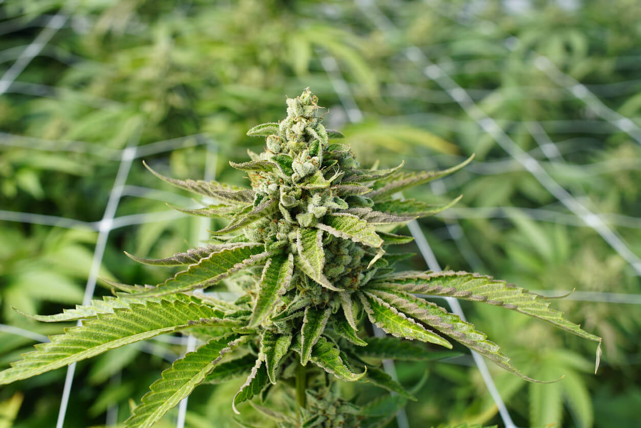 Learn With Wikileaf: What are Oklahoma’s Cannabis Laws? - Dispensary Delivery near me Top 10 ...