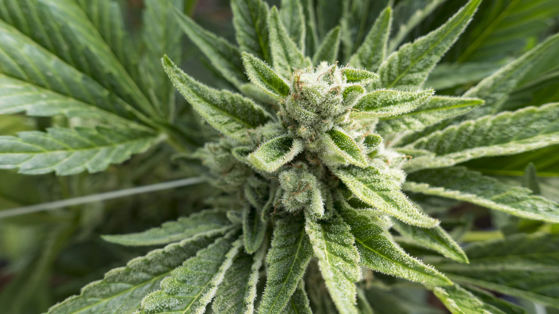 What Does OG Mean The Theories Behind The Legend Wikileaf